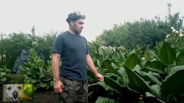 ТАБАК .Выращивание .Сорт Бамбук.mp4