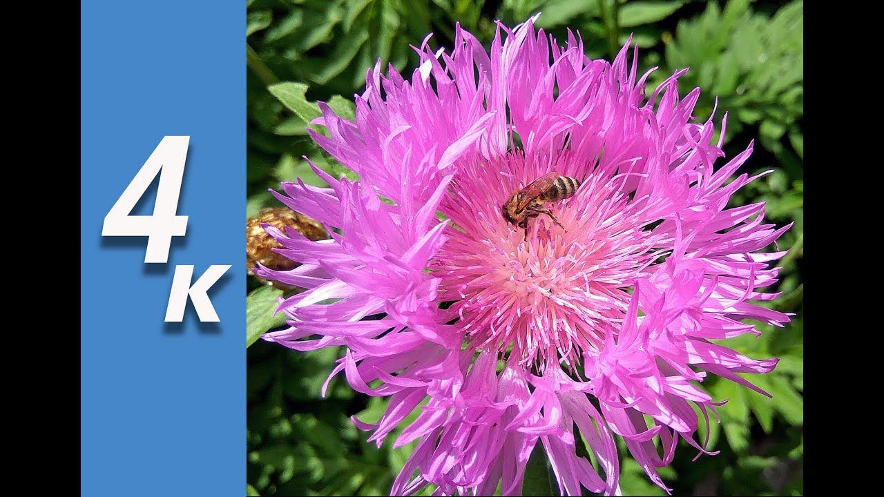 Пчёлы 4k (4.07.2017)