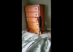 Кот играет в прятки