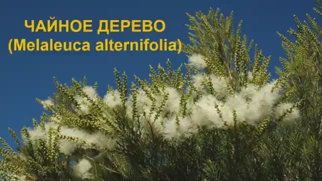 Масло чайного дерева:  эфирное масло №1 в любой аптечке