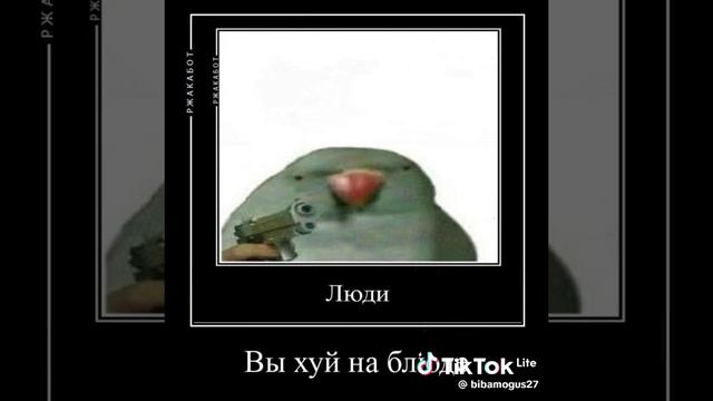 Самое птичье видио