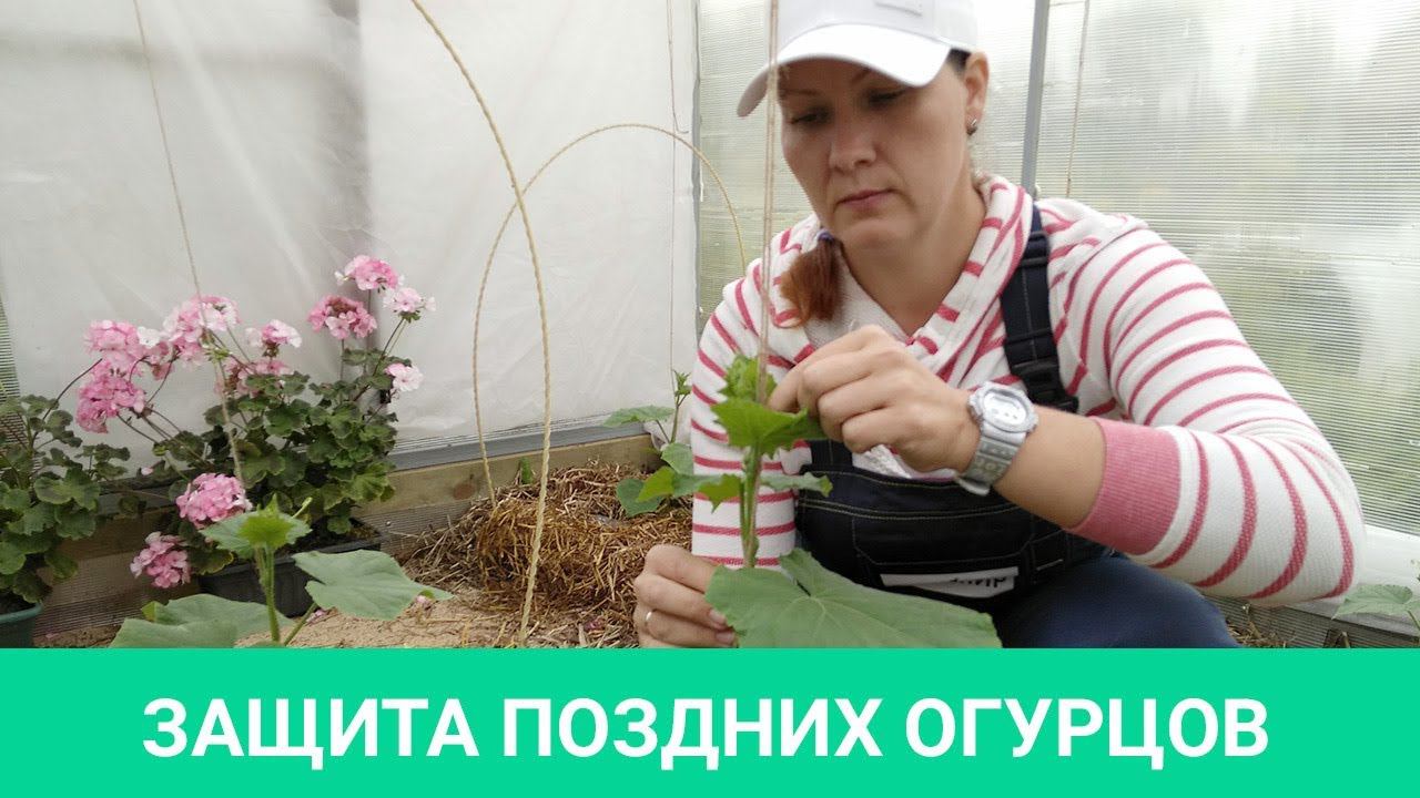 Защита поздних огурцов