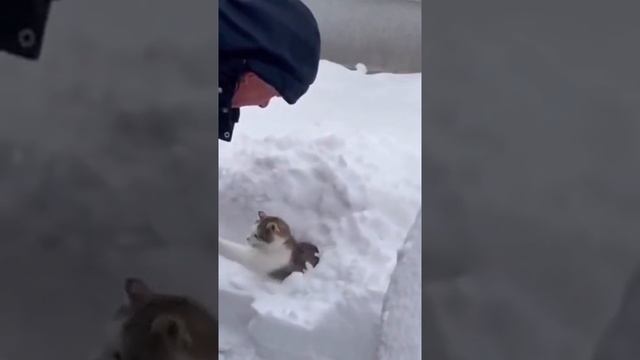 коты зимой