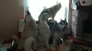 "Птички" певчие