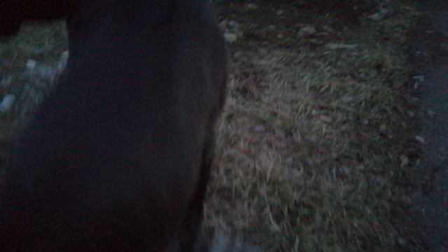 Арта и Рекс 2022 года.