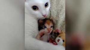 Кошки и котята