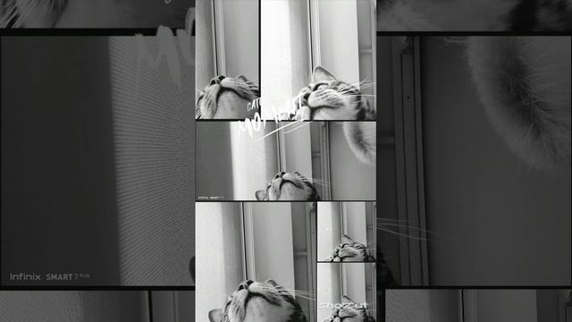 scene_output.mp4