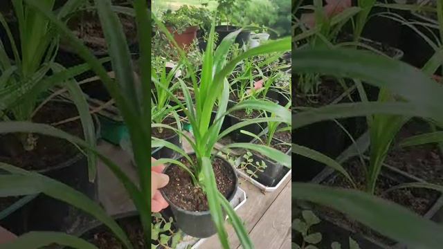 Панданус. Пальма комнатная.