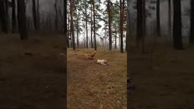 Лабрадор (5).mp4