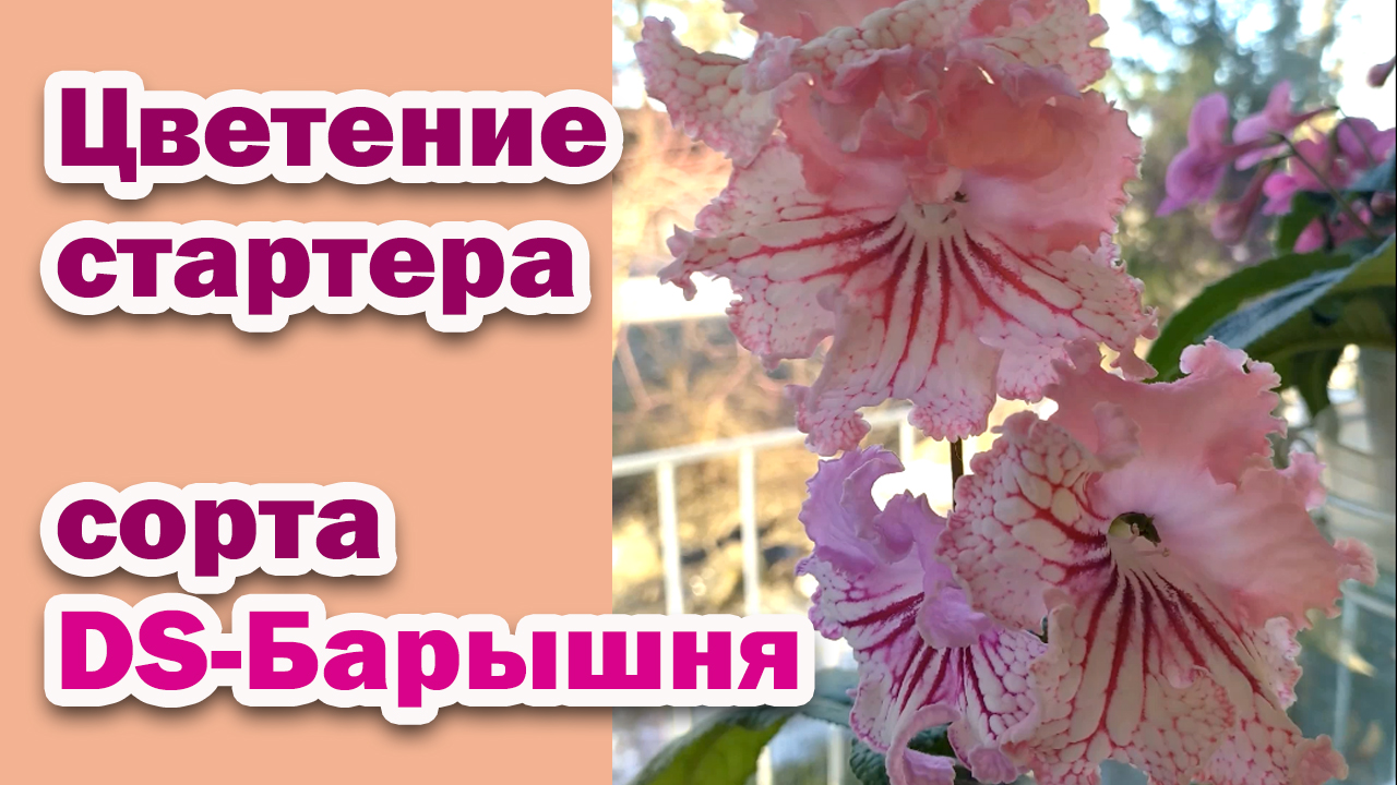 ЦВЕТЕНИЕ стартера стрептокарпуса DS-Барышня В АПРЕЛЕ