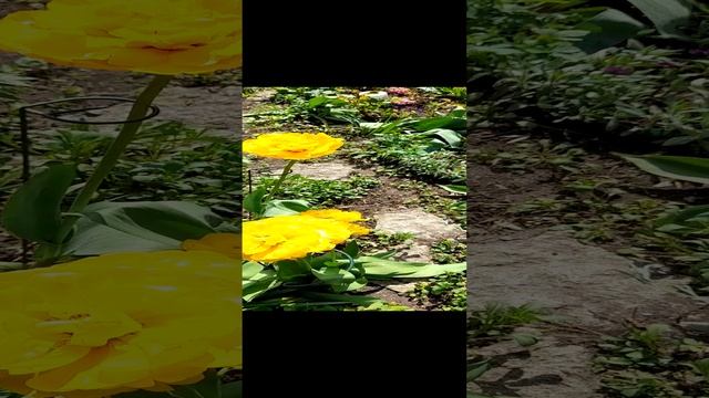 Вы видели такие тюльпаны как розы.