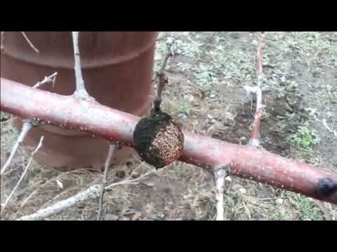 Что делать в декабре на даче?!