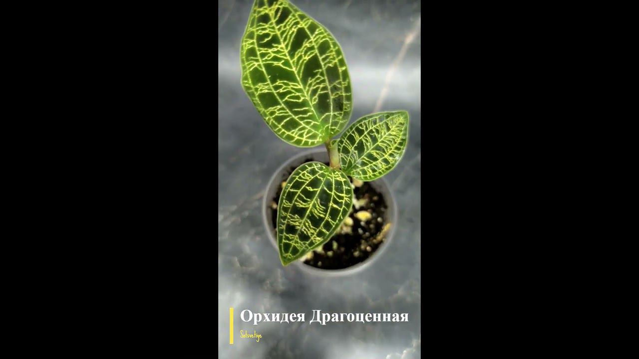 Орхидея драгоценная