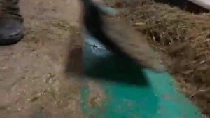 Подталкивание корма лопатой вручную. Луг Здоровья. Полимерное покрытие кормового стола.