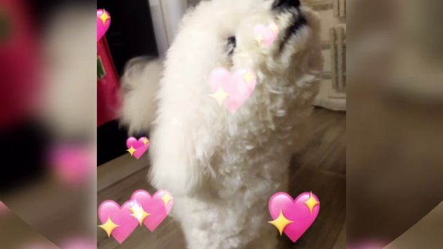 зефирка edit