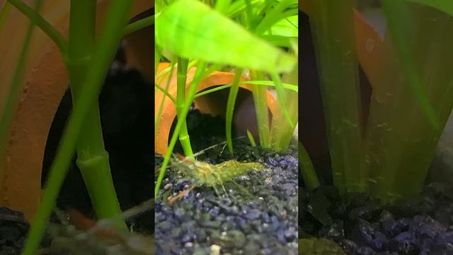 Забавные креветки #макробрахиум видео в рутубе