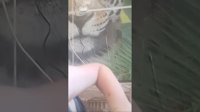 Я показываю покупки из светофора