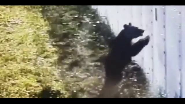 Спасите мишку. Выпустите из ЕС.