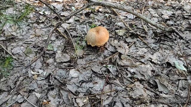 За грибами с дратхааром