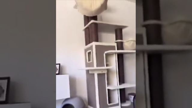Ему там удобно.У вас тоже такой кот ? #кот #кошка #домашний #животное #мир #милый #пушистый #сон #1