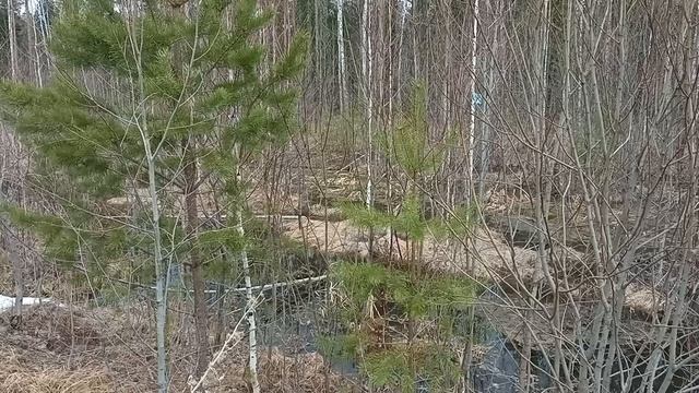 СНОВА БОБРЫ ПОСЛЕДНИЕ ВИДЕО БРАТА