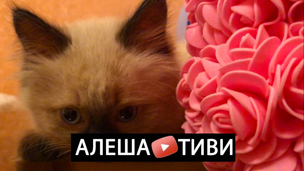 Наш питомец! У нас котенок! Первый день в семье