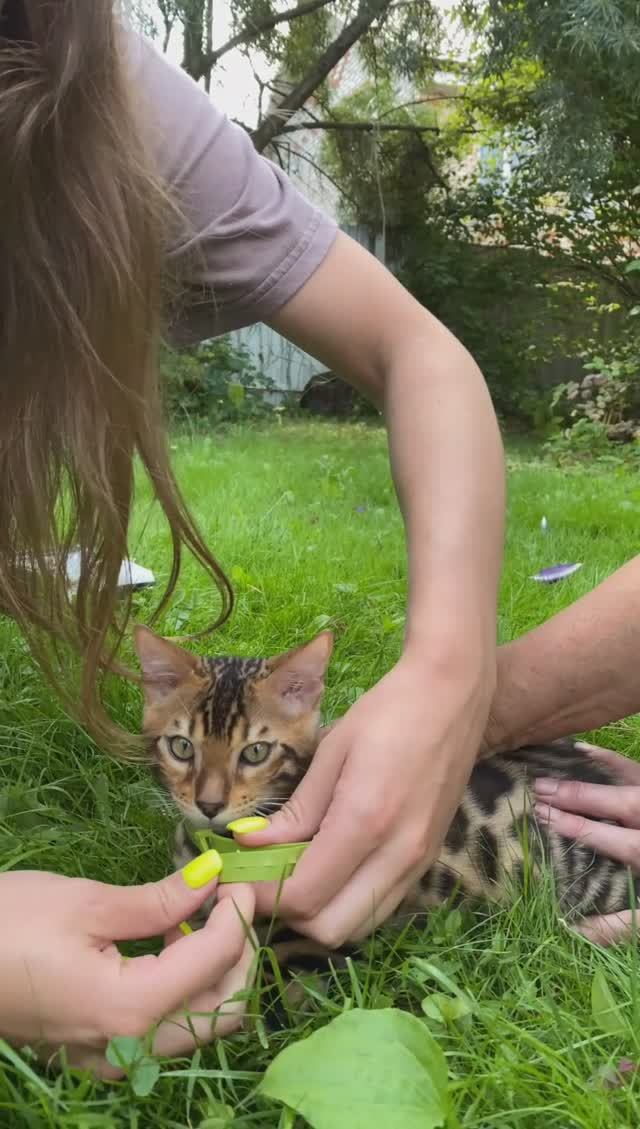 Аванпост Bio репеллентные ошейник и спрей