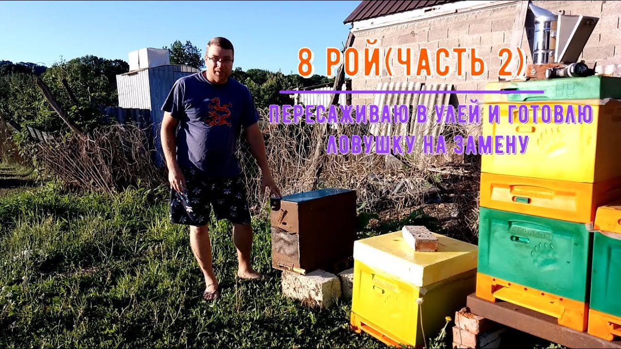 8 рой (часть 2) пересаживаю в улей