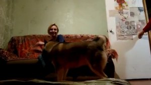 Хаски.Как Хаски встречает хозяйку после долгого расставания(дочка приехала к родителям из Харькова)