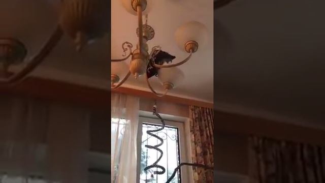 Говорит классный попугай Жора