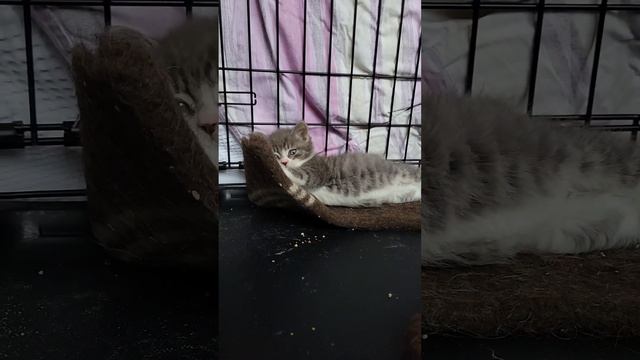 котята в хорошие руки Спб