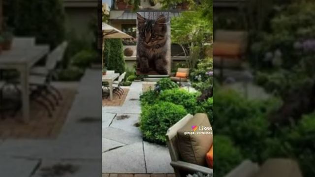 Like_7166651290000102069.mp4