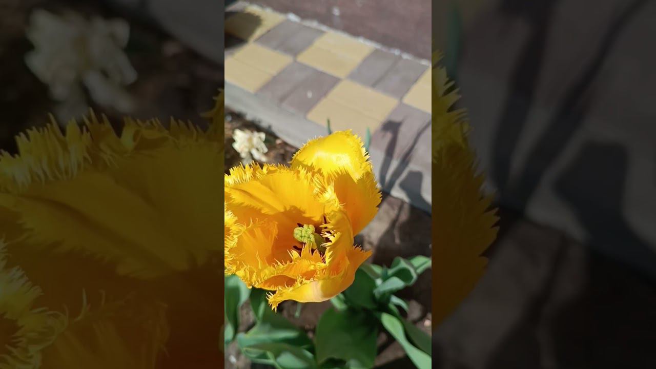 Тюльпановое настроение!