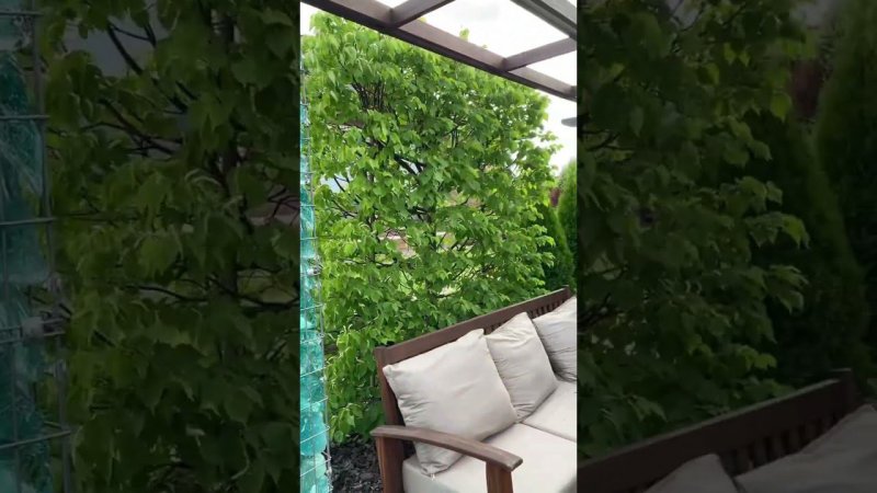 #zelenkastudio #garden #landscape #ad Simply the best garden in the world!