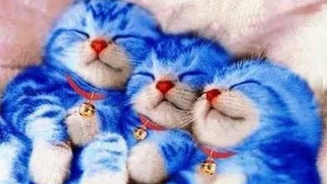 Самые смешные котики #10