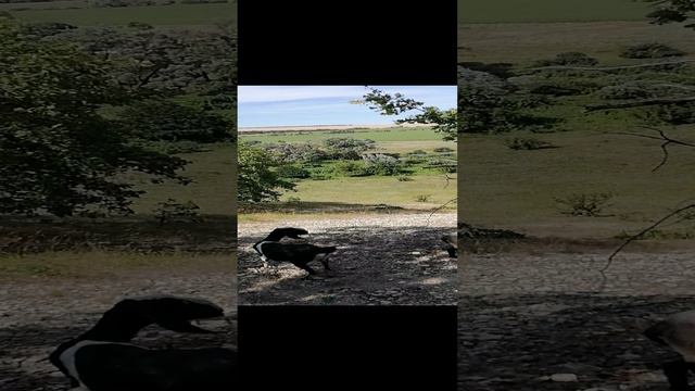 Вид с горы. Природа и козы.