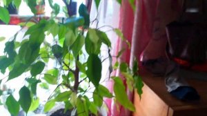 как развлекаюсь вне сарая? сад в доме.
