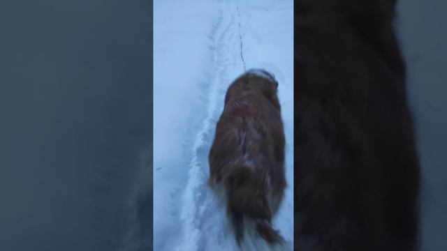 Кеша помогает чистить снег.