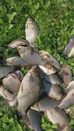КАРАСИ НА ОЗЕРЕ 👍🎣