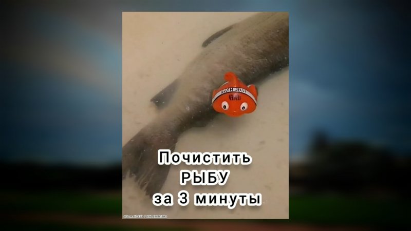 ✔️ Как почистить рыбу за 3 минуты / Памятка / how to clean the fish