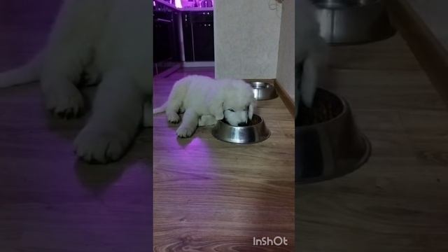 Щенок мареммы Велес 2месяца