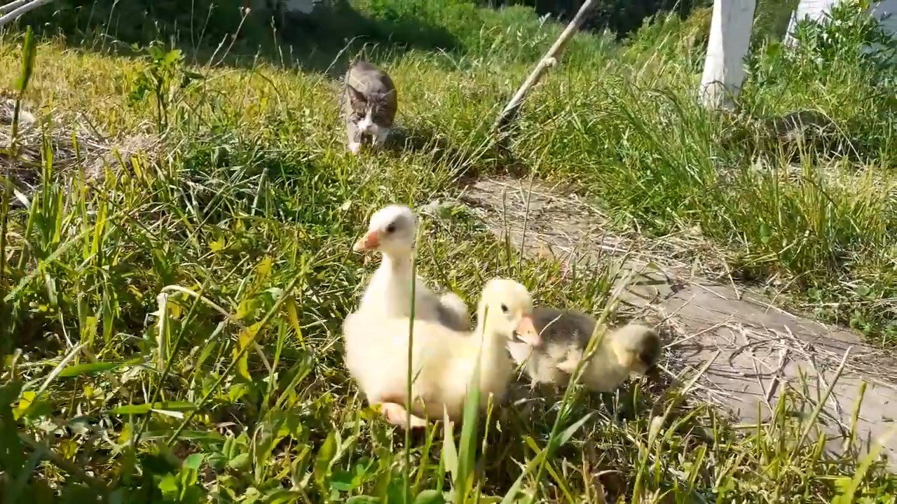 Охота кота на гусят