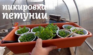 ПОСАДКА, ПЕРЕСАДКА, ПЕКИРОВКА ? Перисаживала петунию.