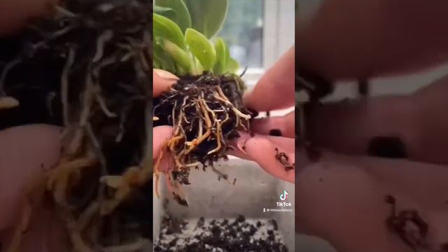 Baby Birkin Needs a Repot