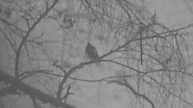 Голубь на дорожке 35465464 DSCN5162