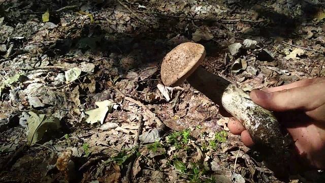 Грибов полно. Ведро за час. Обабки, Подосиновики, Подберезовики