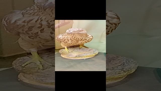 Краеведческий музей Курск