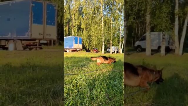 #нейя #немецкаяовчарка #овчарка #neya #прогулка #germanshepherd (720p)