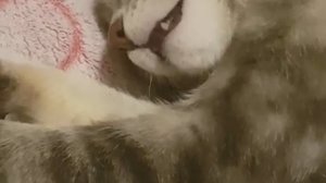 Кошка мечтает о мороженом