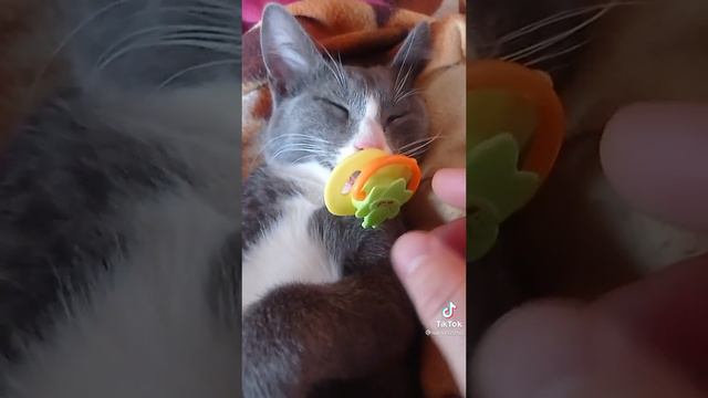 Видео №146 (TikTok)